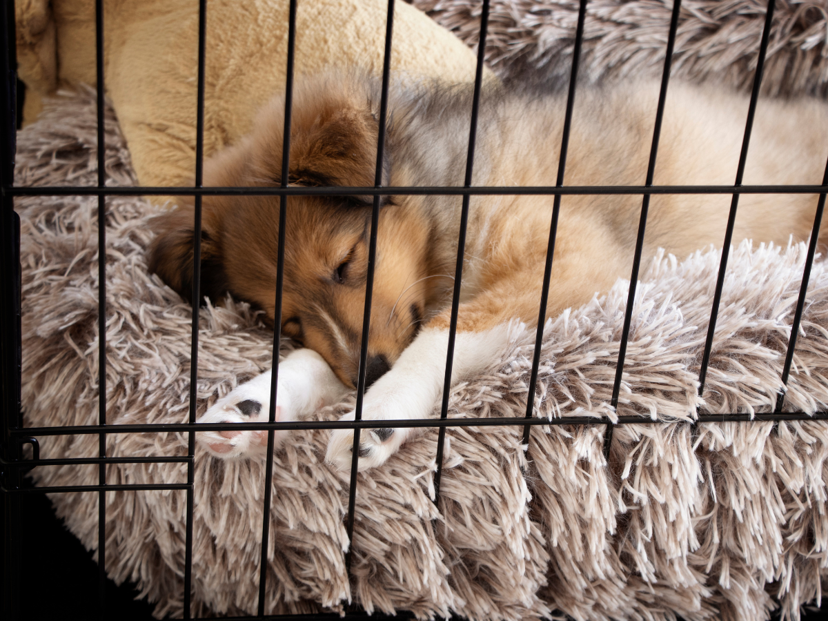 Crate Training Tips for Dogs and Puppies: Expert Advice - The Dog Capri